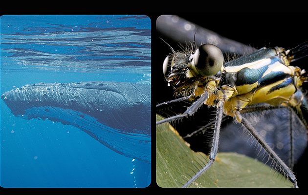 alpha Programm Sa., 17.01. auf tvheute.at